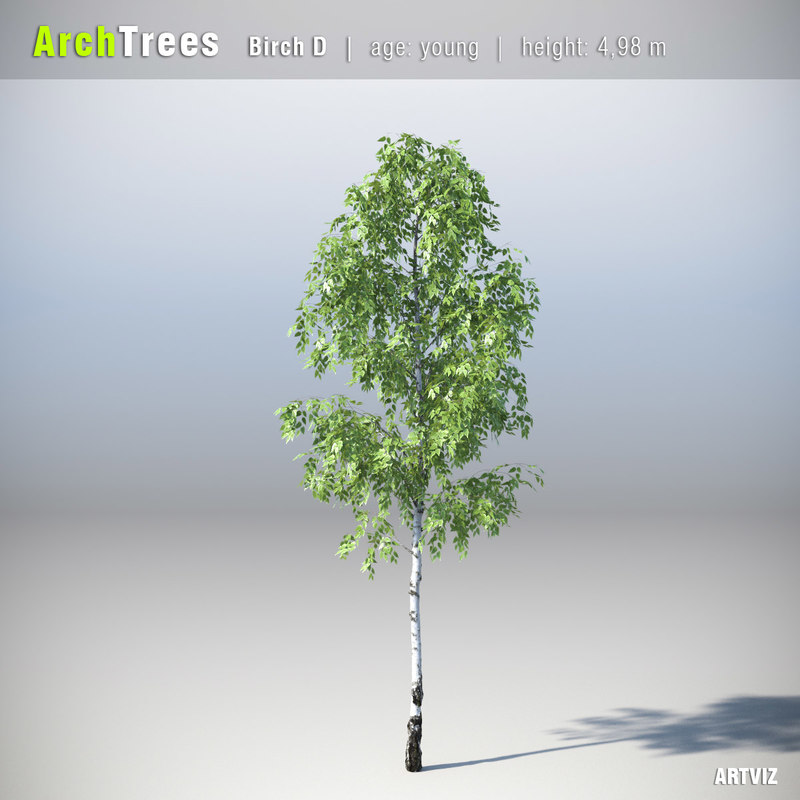 archtrees trees 3d model