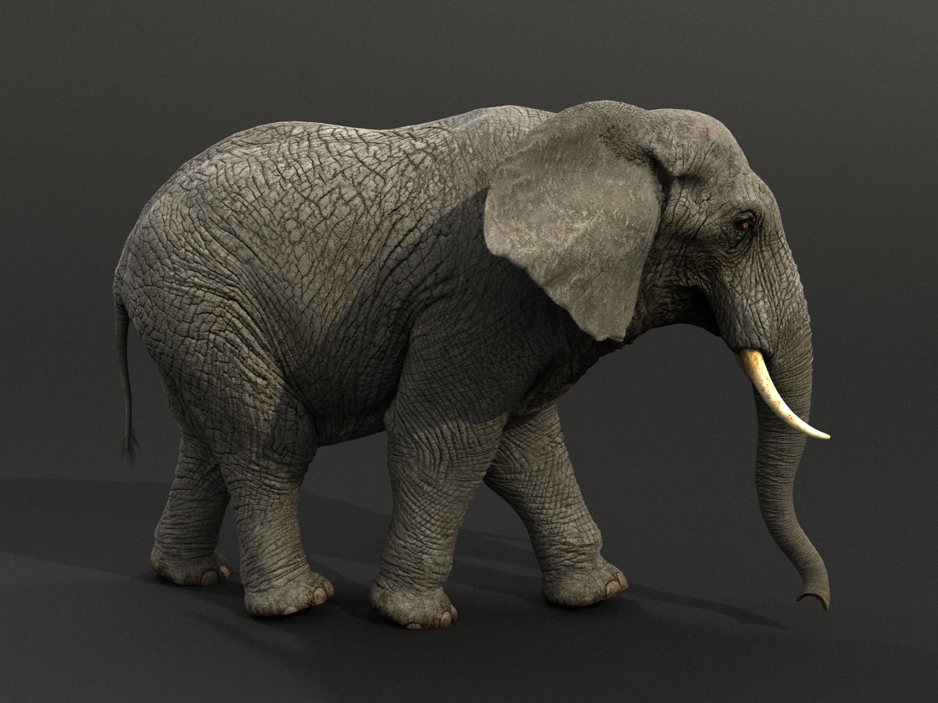 max realistic elephant rigged