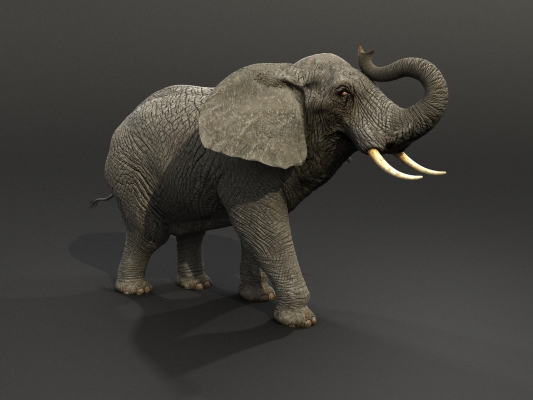 max realistic elephant rigged