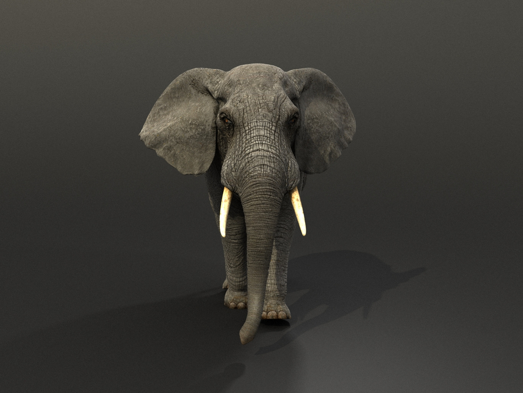 max realistic elephant rigged