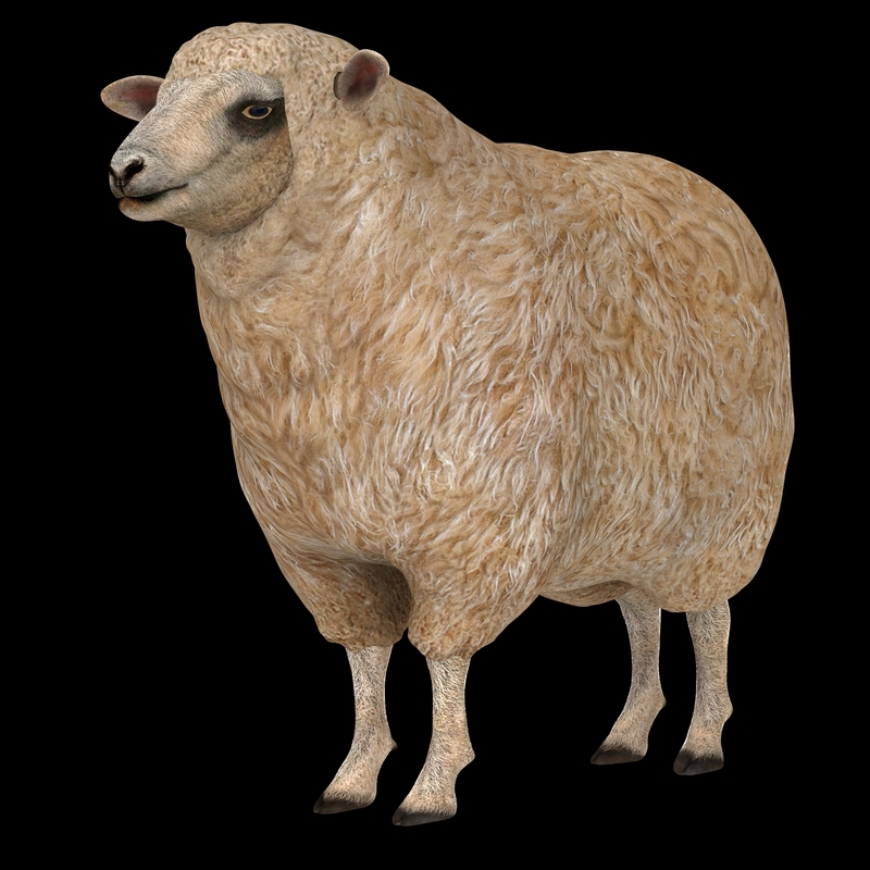 3d model sheep
