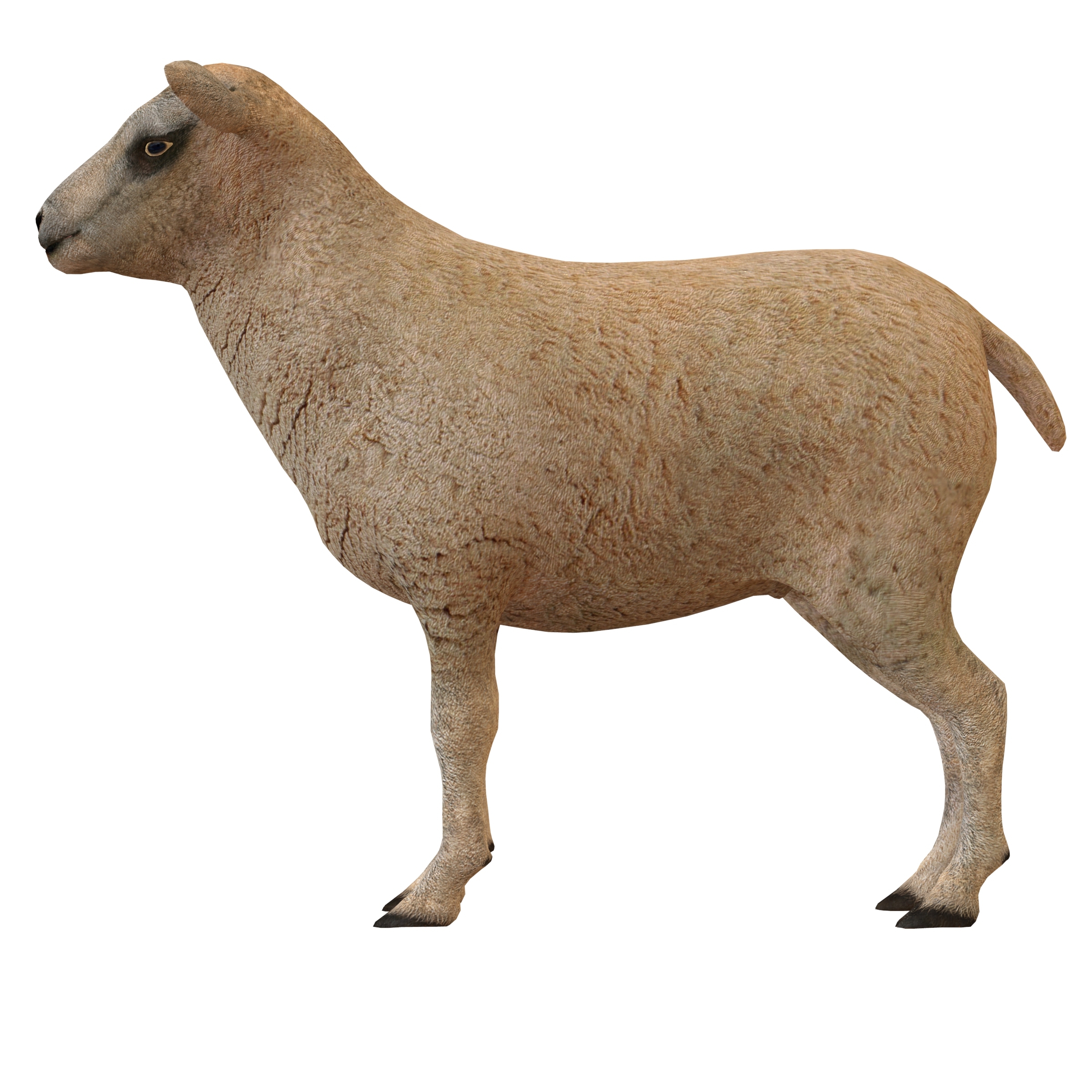 3d model sheep