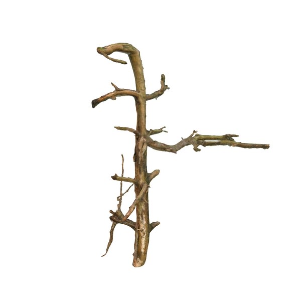 tree branch 3d model