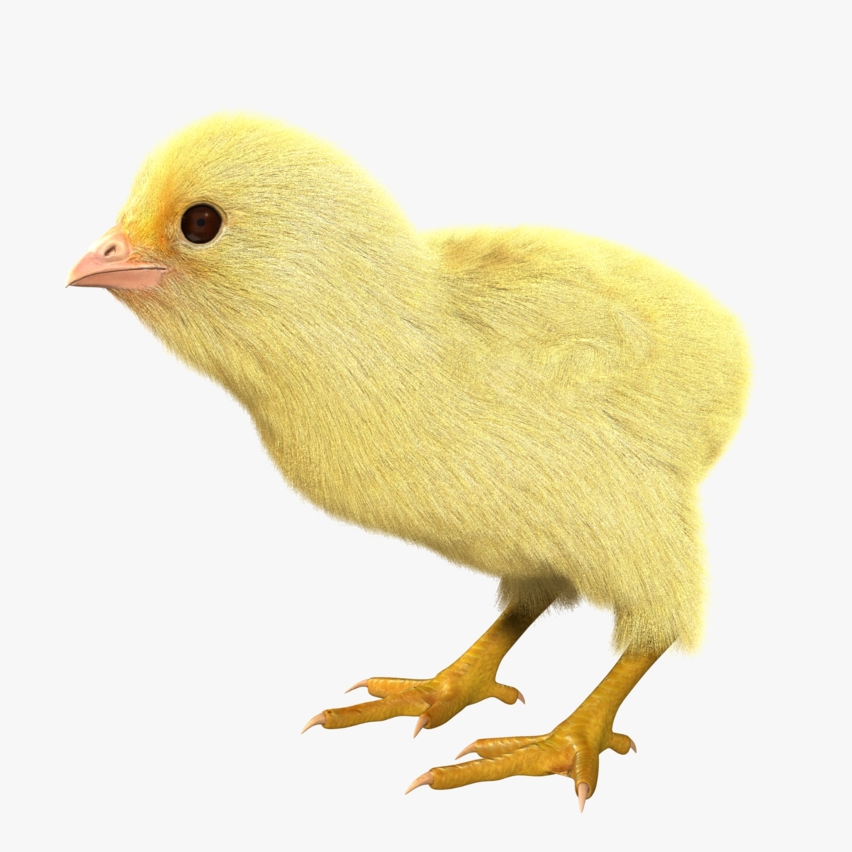chick animation 3d model