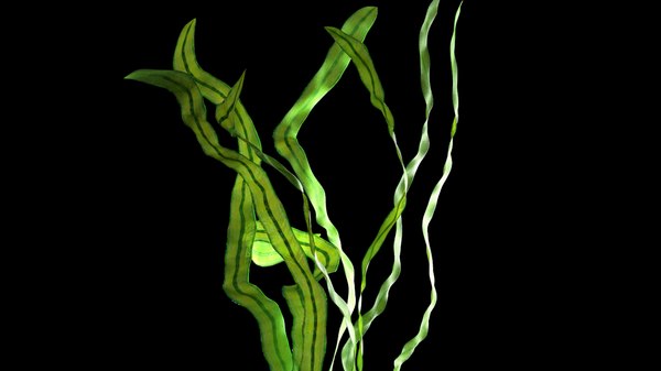 Seaweed 3D Models for Download | TurboSquid