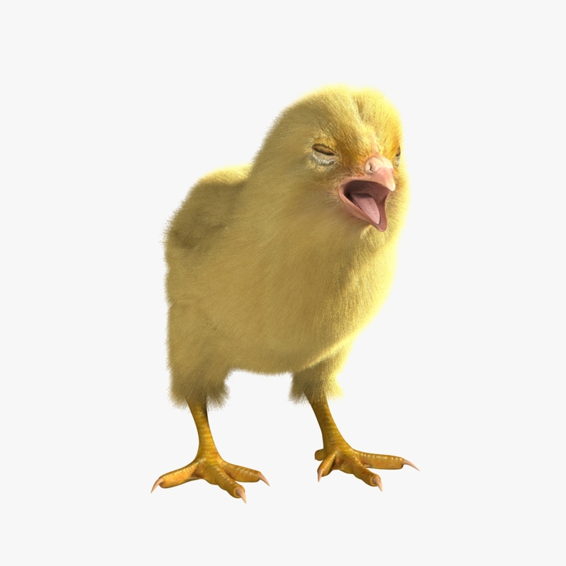 chick animation 3d model