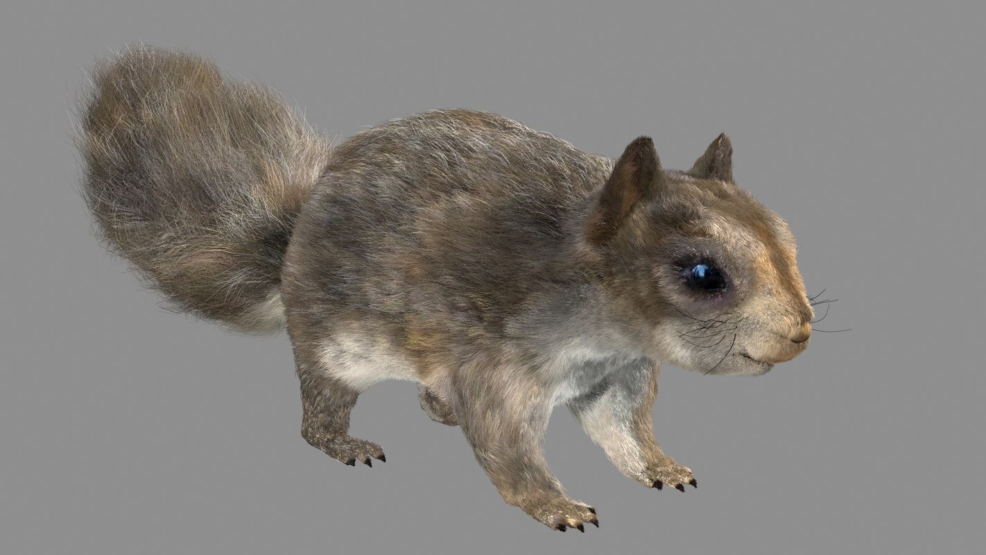 Ardilla 3D Modelos para Descargar | TurboSquid