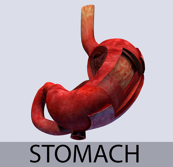Stomach 3D Models for Download | TurboSquid