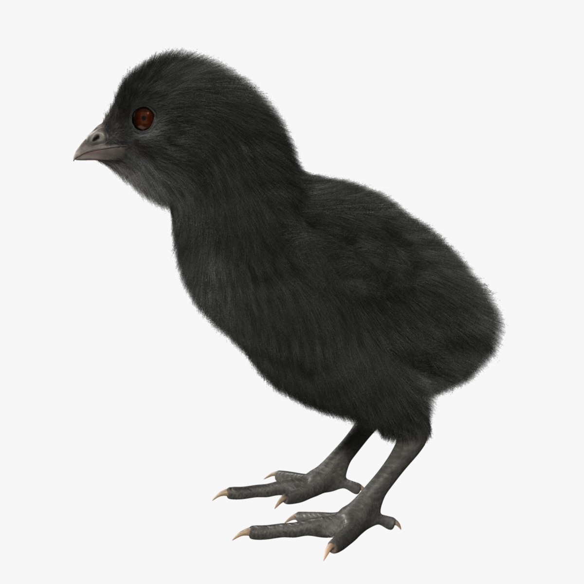 modelo 3d Pollito negro - TurboSquid 880578