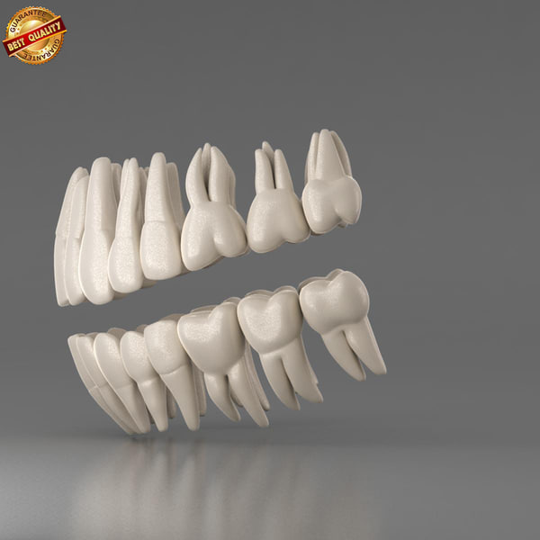 human teeth obj