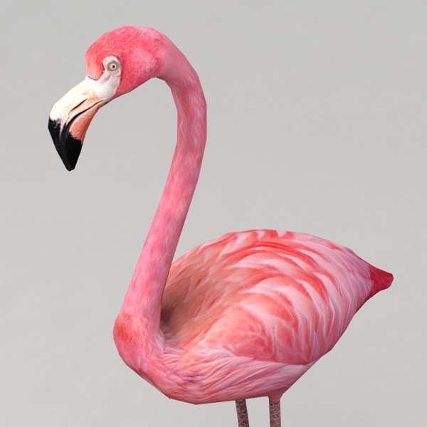 3d flamingo rigged model