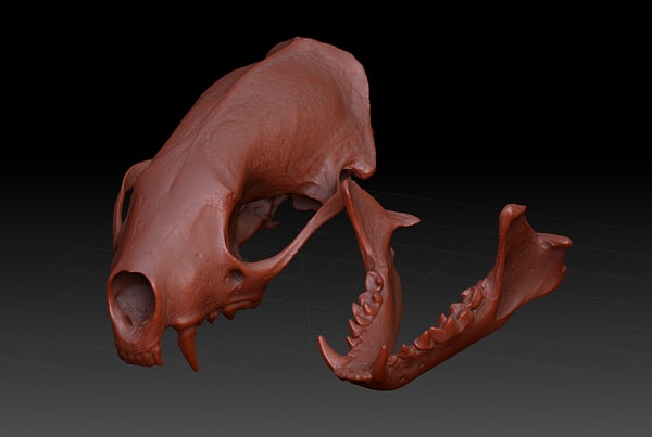 3d pine marten model