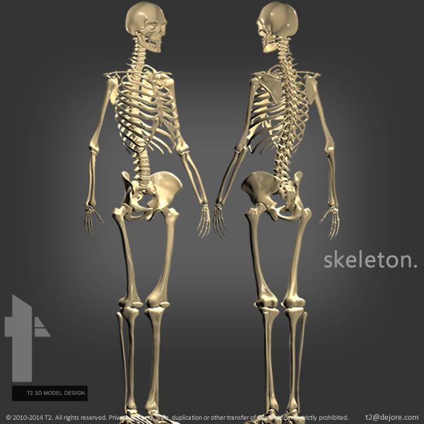 3ds human skeletal