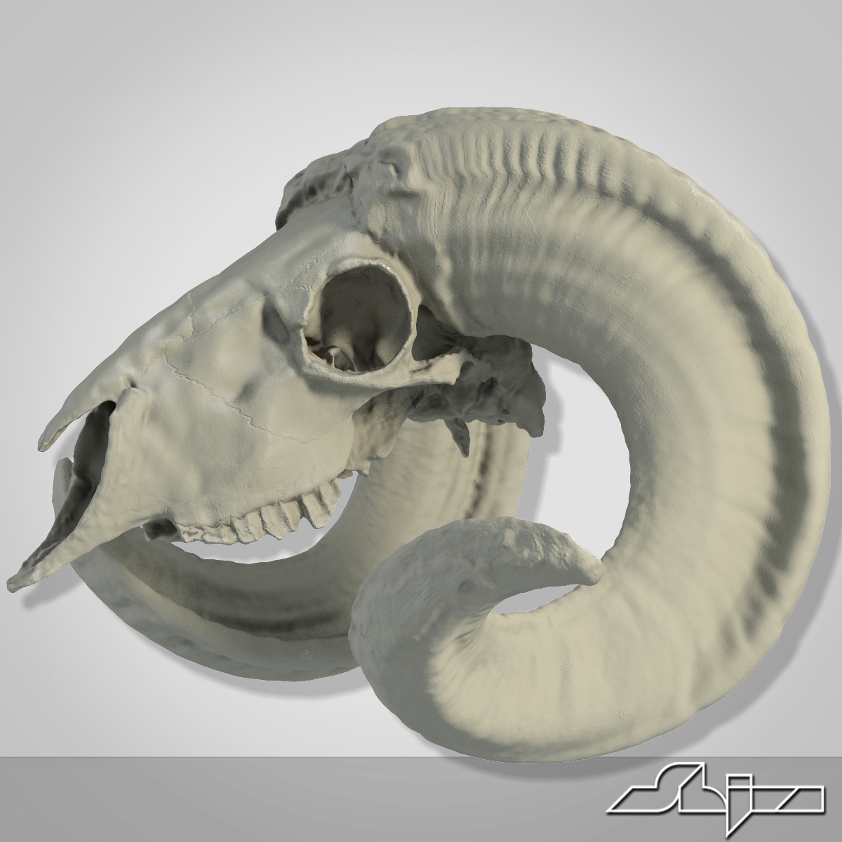 goat skull 3d max