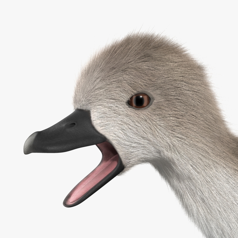 maya cygnet animation fur
