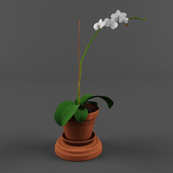 Free 3D Flower Models | TurboSquid