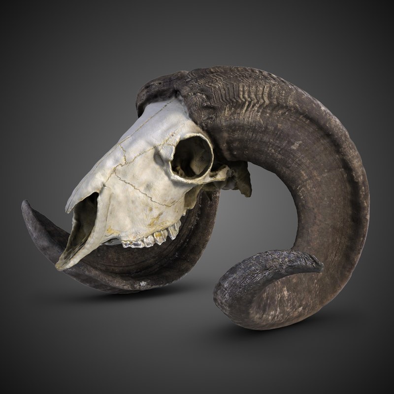 goat skull 3d max