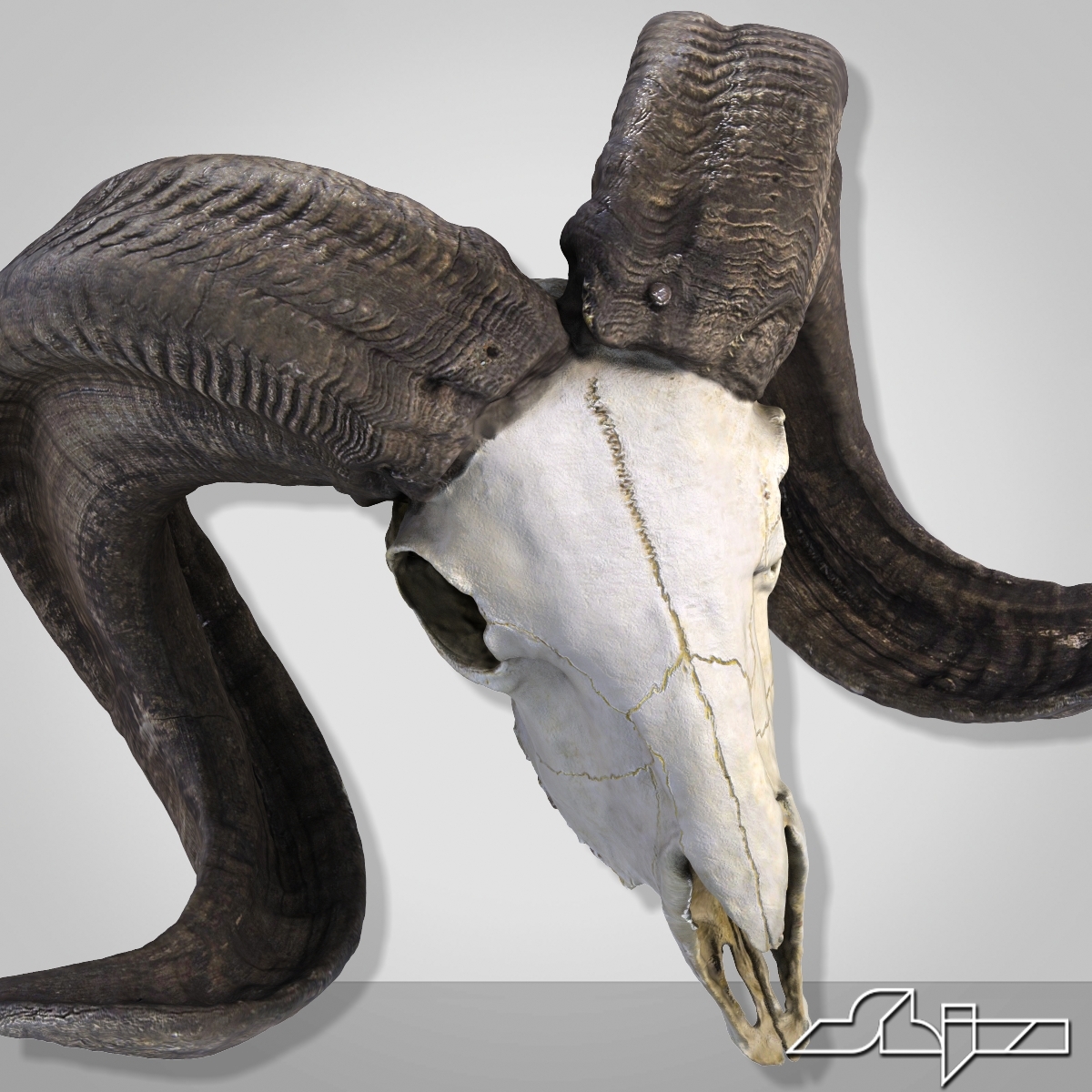 goat skull 3d max