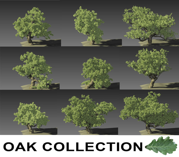 max oak trees