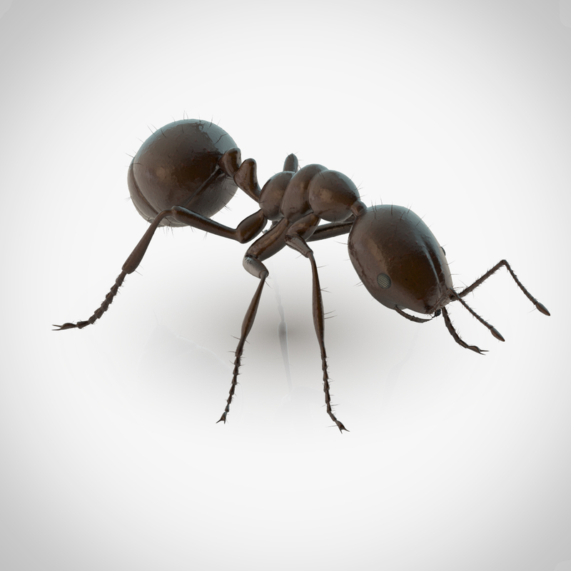 ant rig 3d max