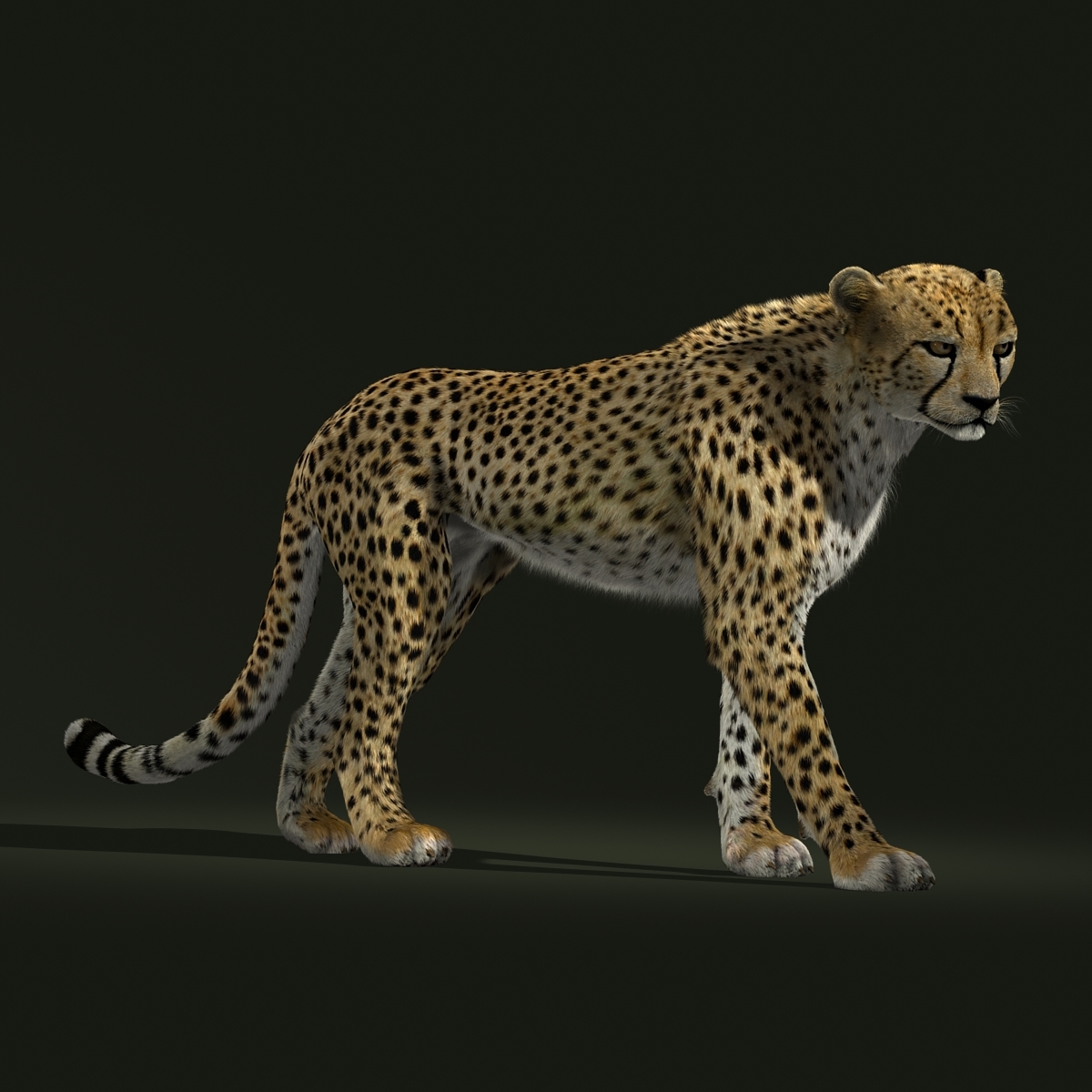 cheetah fur animation 3d ma