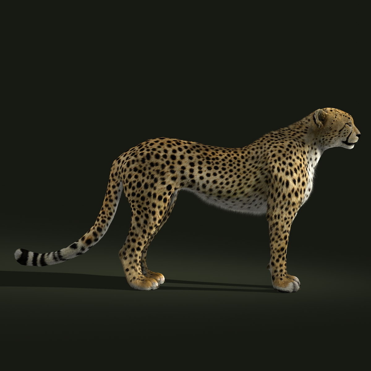 cheetah fur animation 3d ma