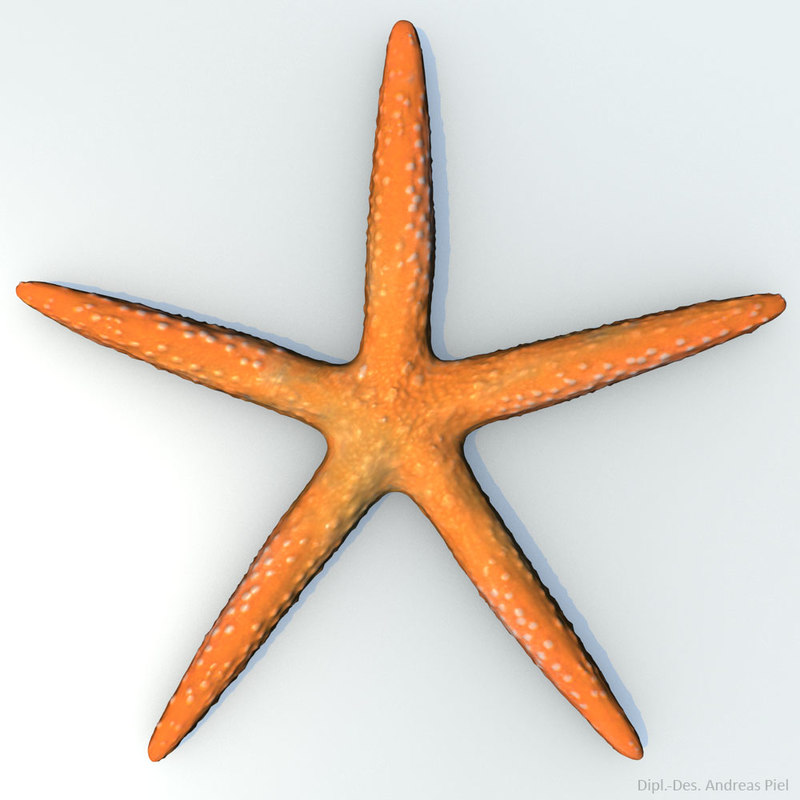 Orange Seestern 3D-Modell - TurboSquid 883741