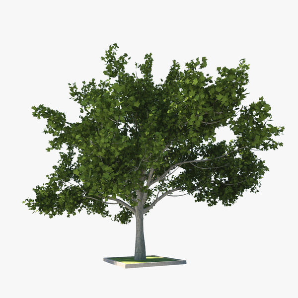 3d wood tree model