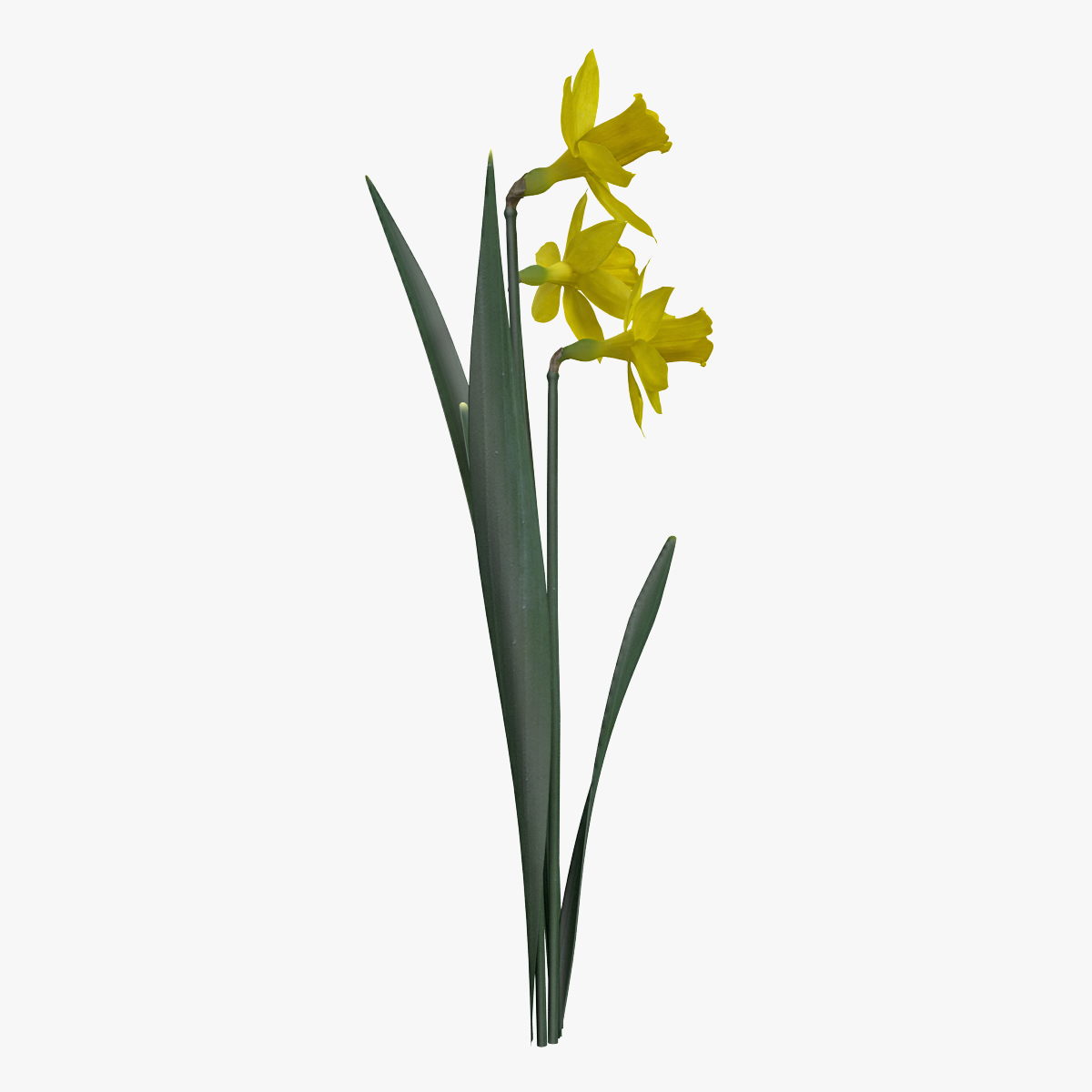 daffodil flowers 3ds
