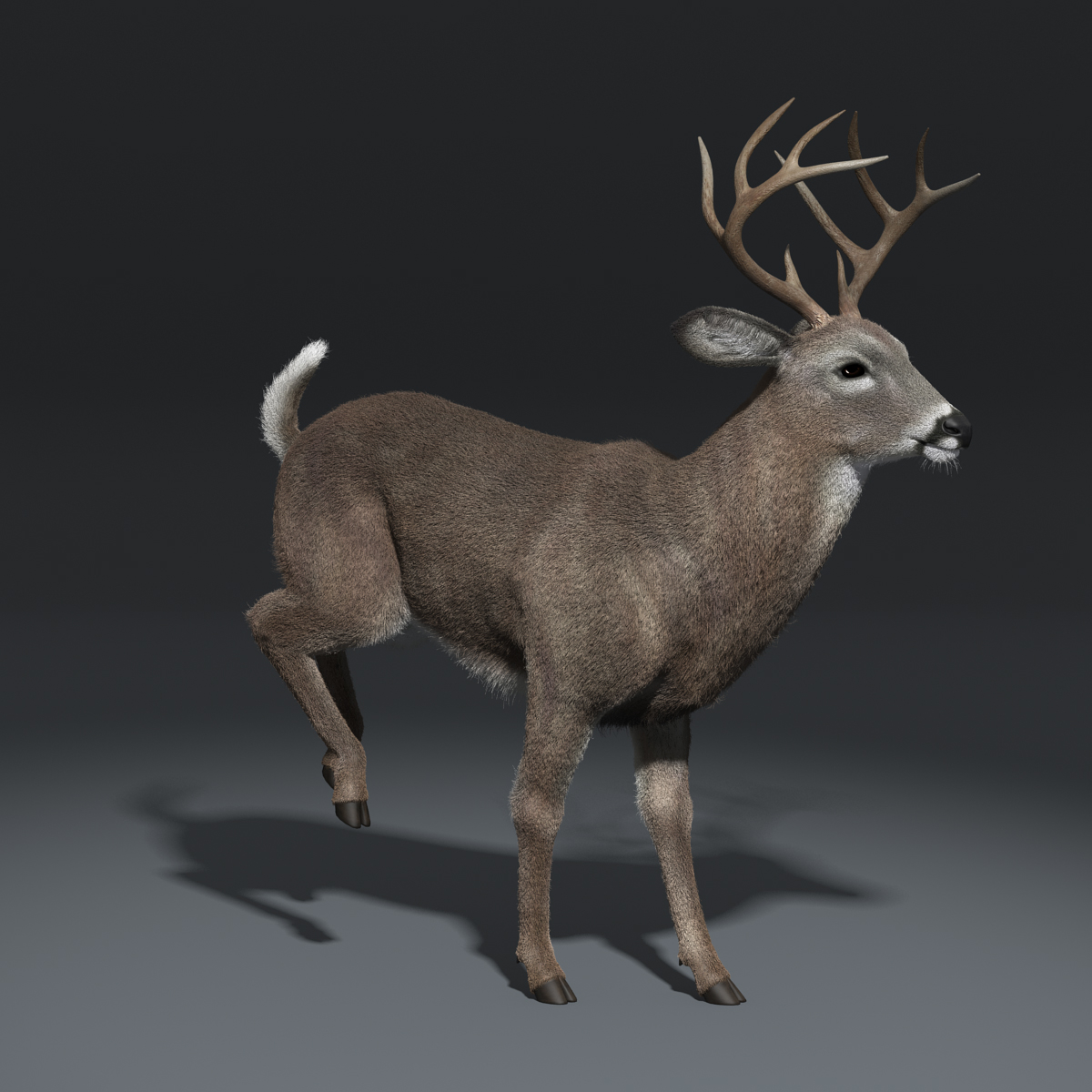 3d white tailed deer fur model