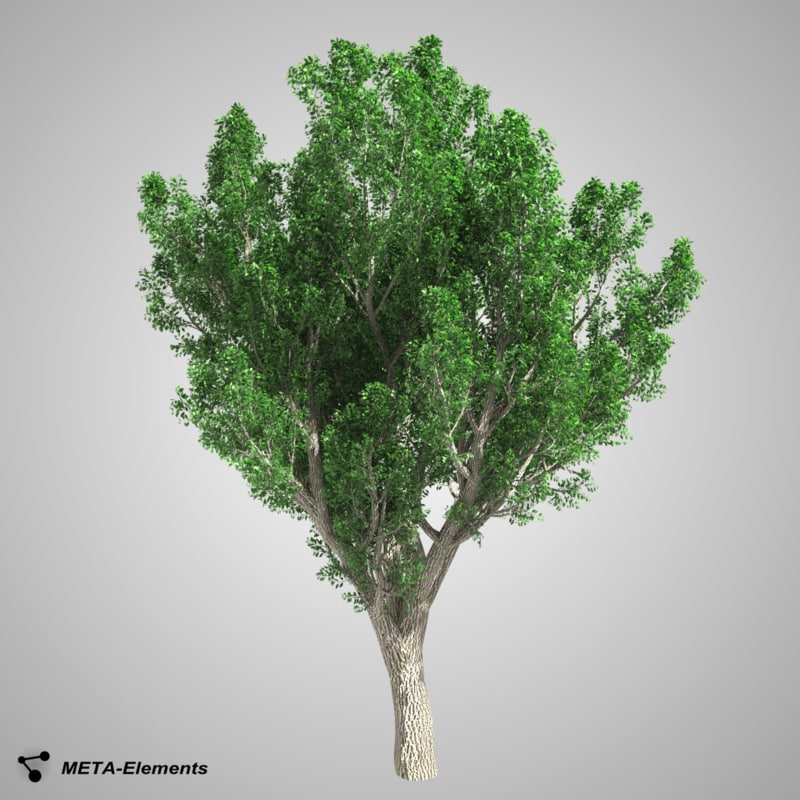 3d broadleaf tree