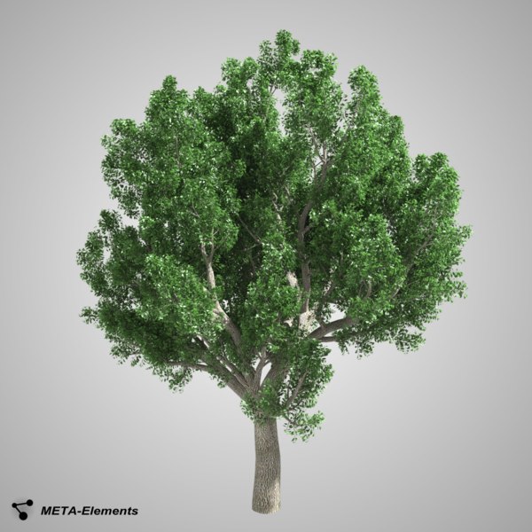 Free Tree 3D Models for Download | TurboSquid