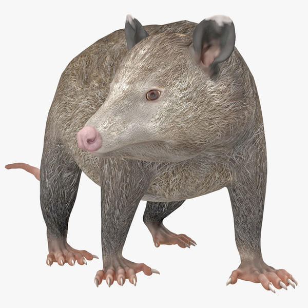 possum rigged 3d model
