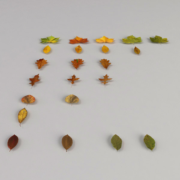 leaf 3d model