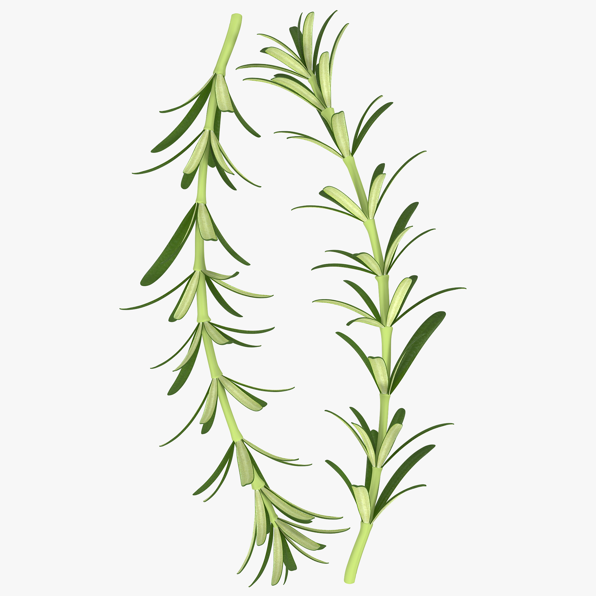 3d rosemary model