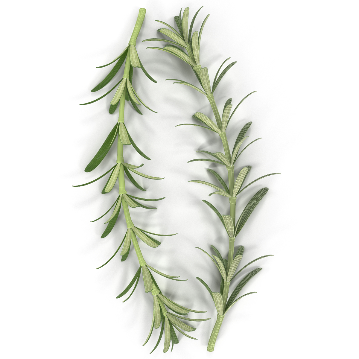 3d rosemary model
