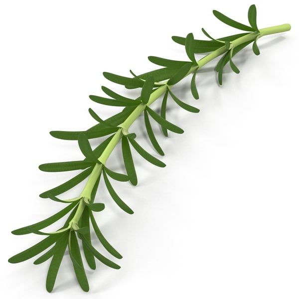 3d rosemary model
