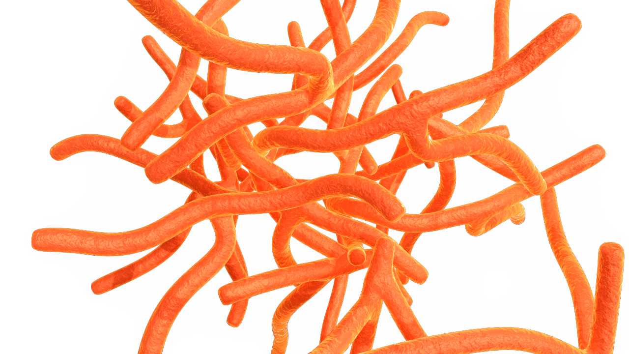 actinomyces bacteria obj