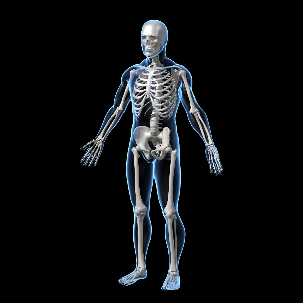 human skeletal rigged skeleton 3d c4d