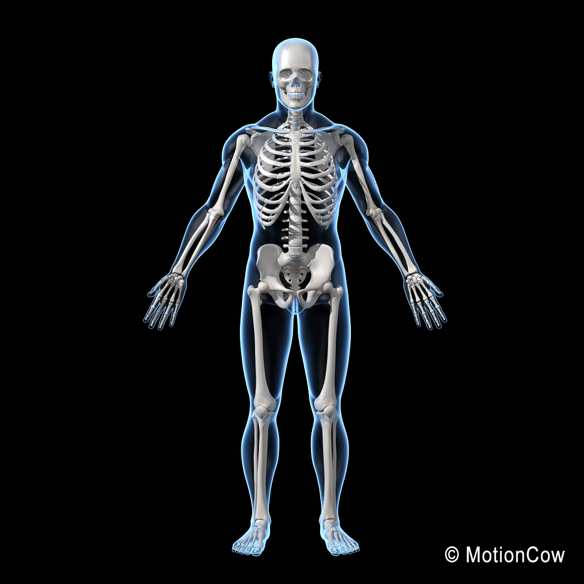 human skeletal rigged skeleton 3d c4d