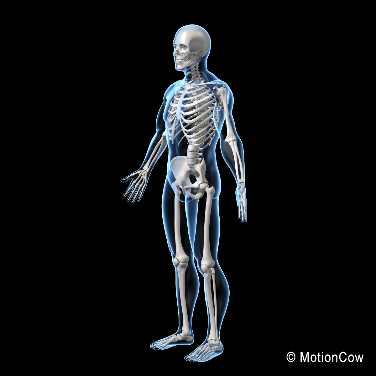 human skeletal rigged skeleton 3d c4d