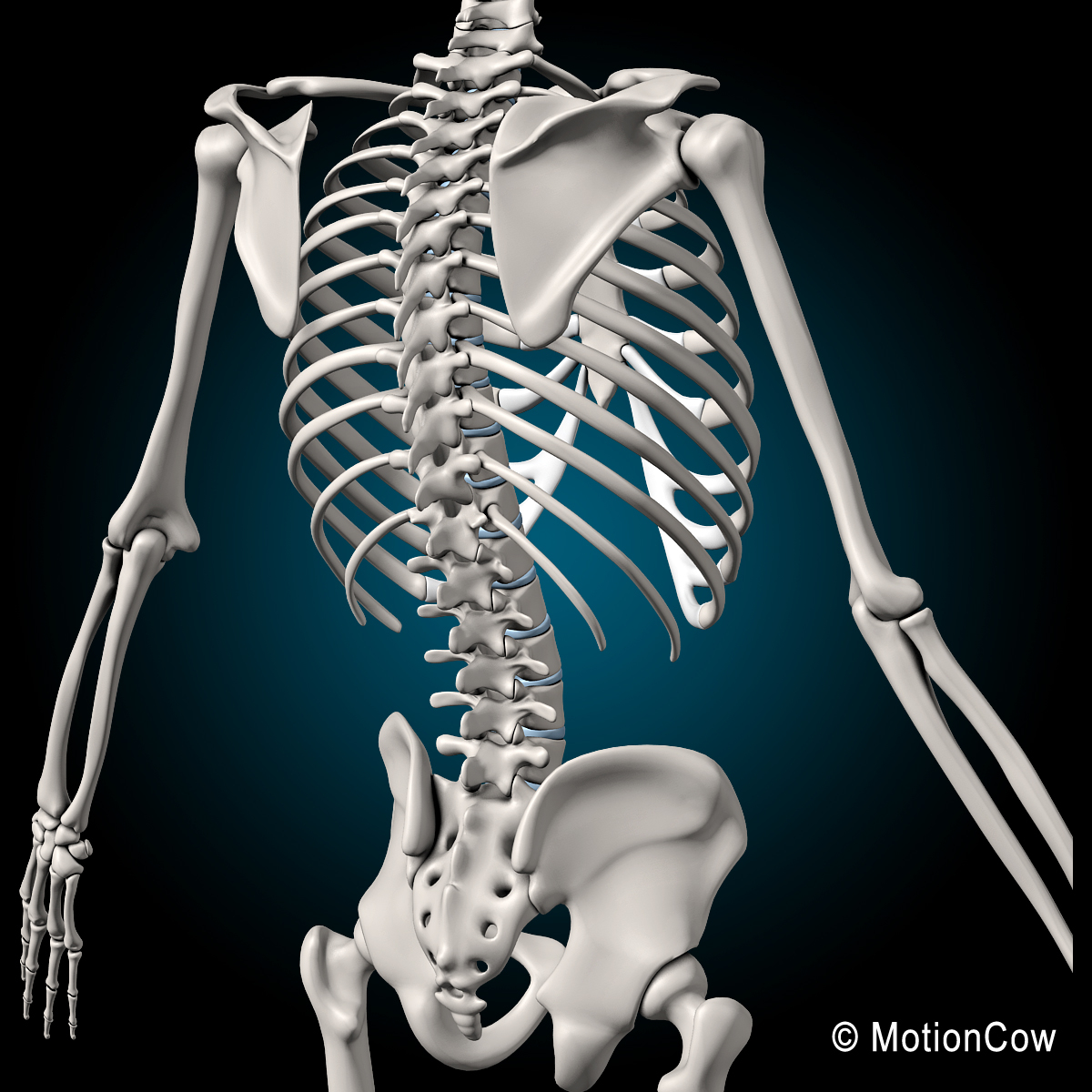 human skeletal rigged skeleton 3d c4d