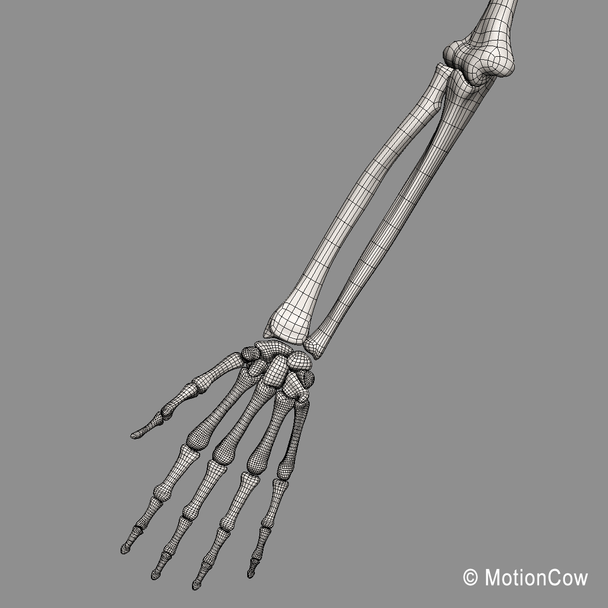 human skeletal rigged skeleton 3d c4d