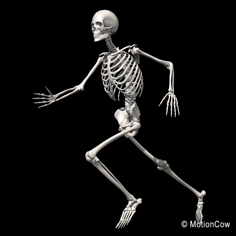 human skeletal rigged skeleton 3d c4d