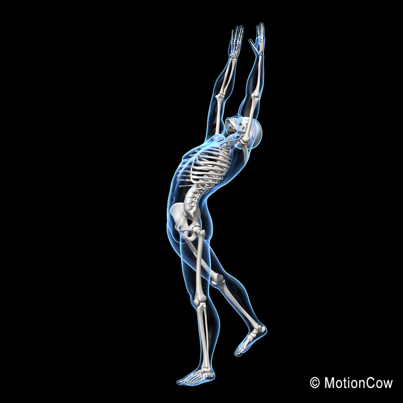 human skeletal rigged skeleton 3d c4d