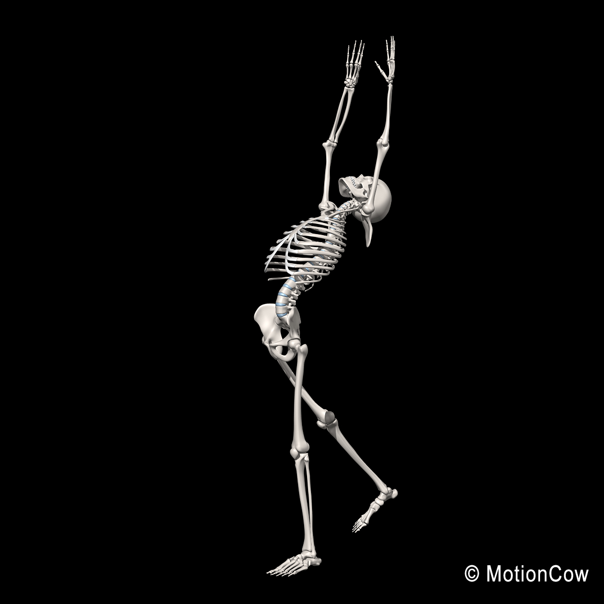 human skeletal rigged skeleton 3d c4d