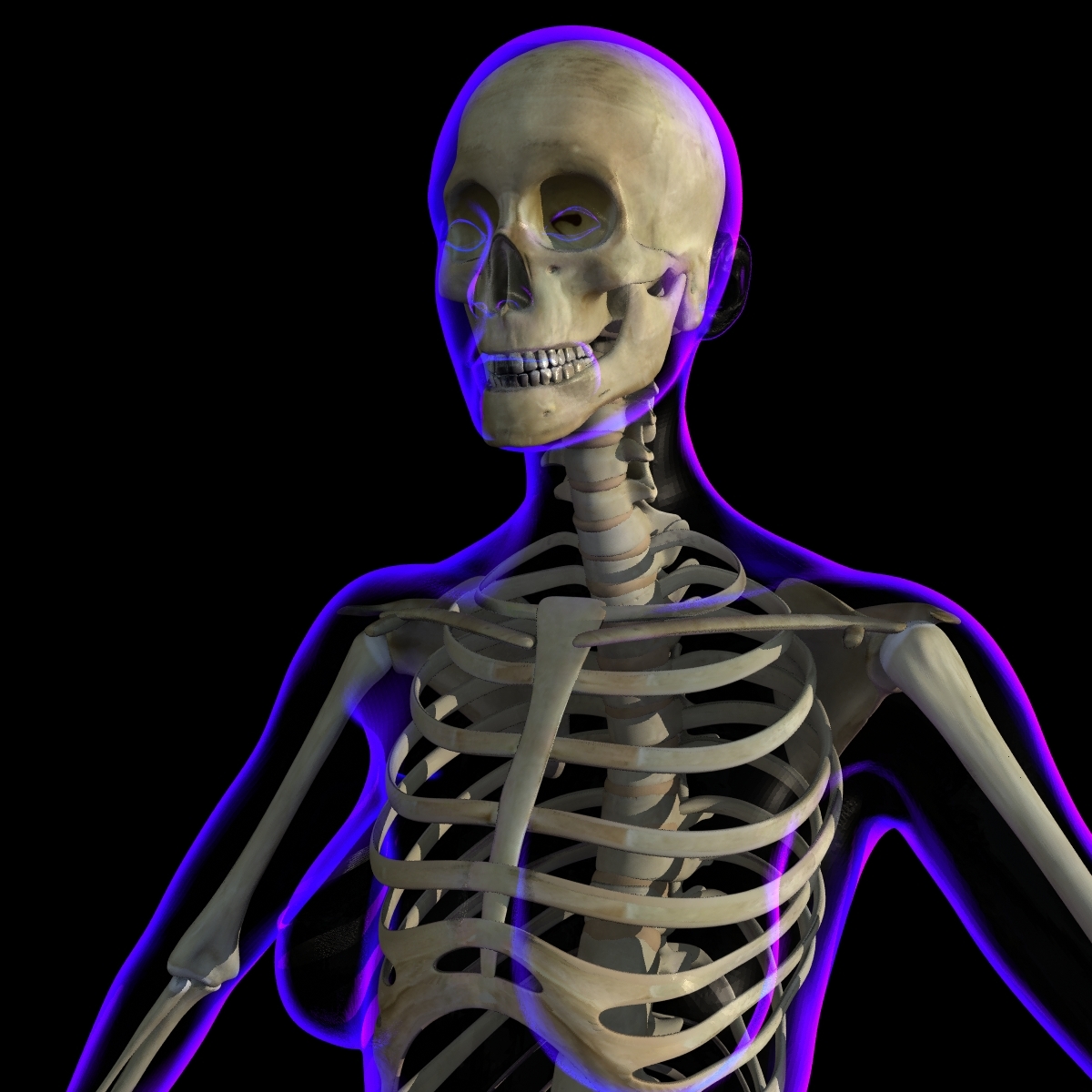 rigged x-ray skeleton female 3d model