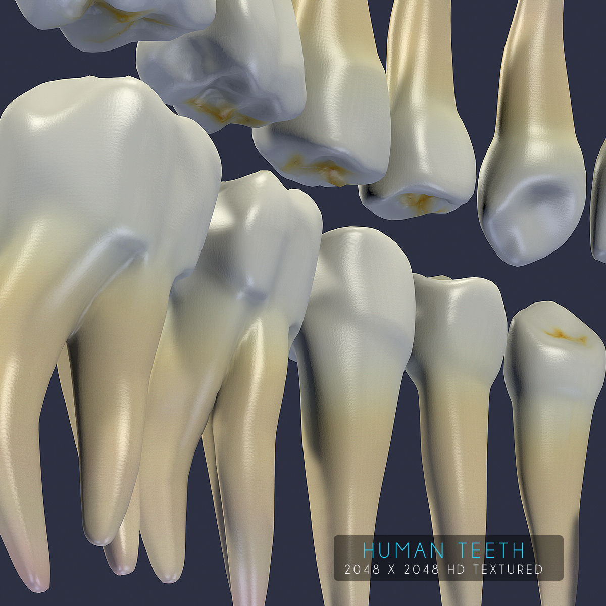 human teeth 3d model