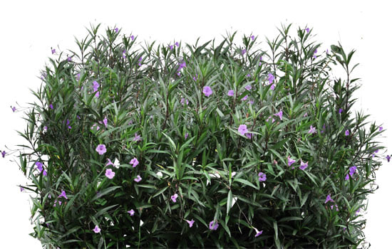 Texture PNG Ruellia simplex achanthus
