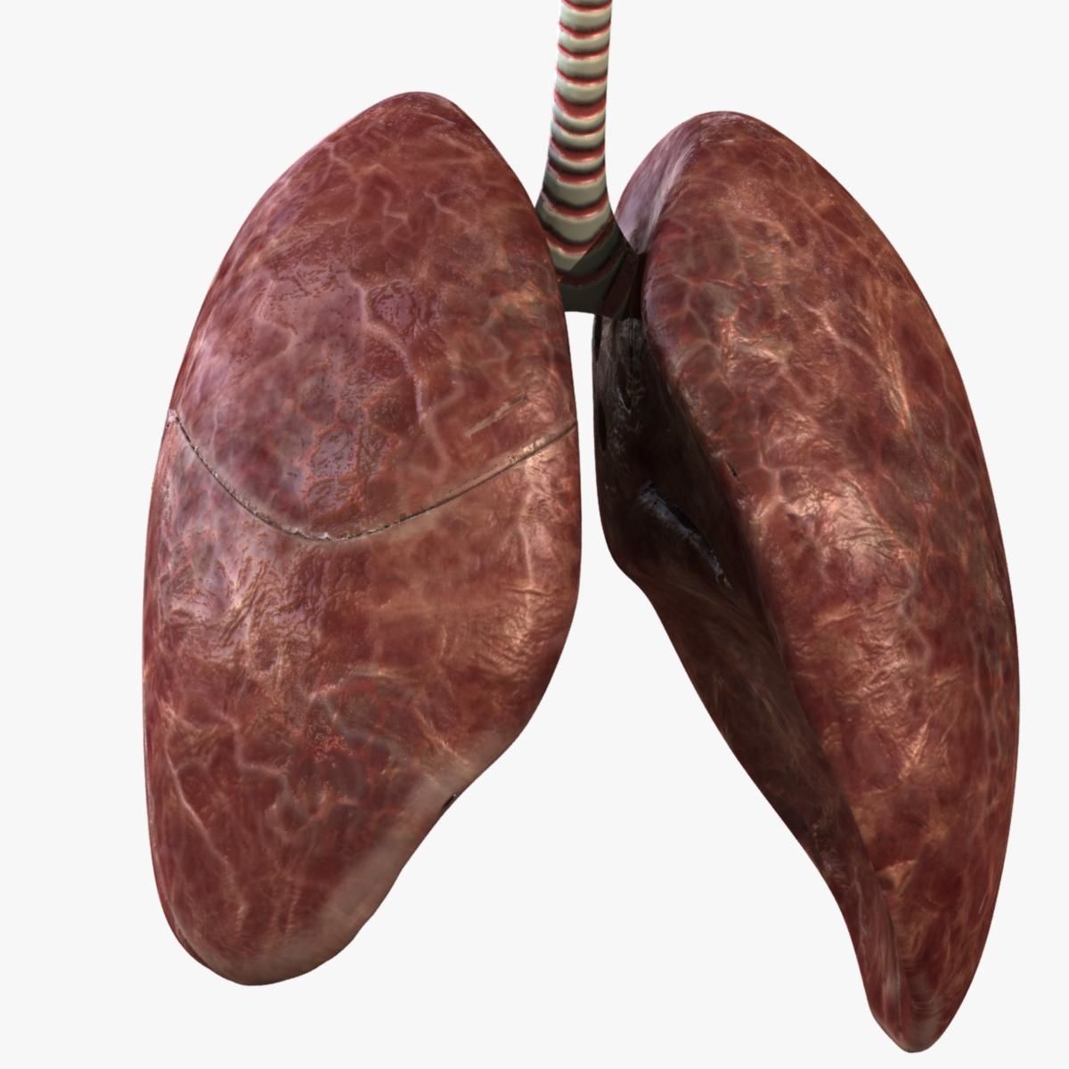 obj rigged lungs